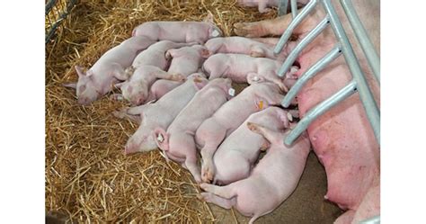 Дават 5 млн лв за хуманно отношение към свине и птици