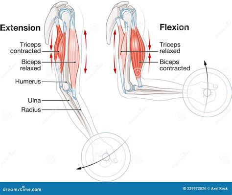 Flexor Extensor Musculature Of The