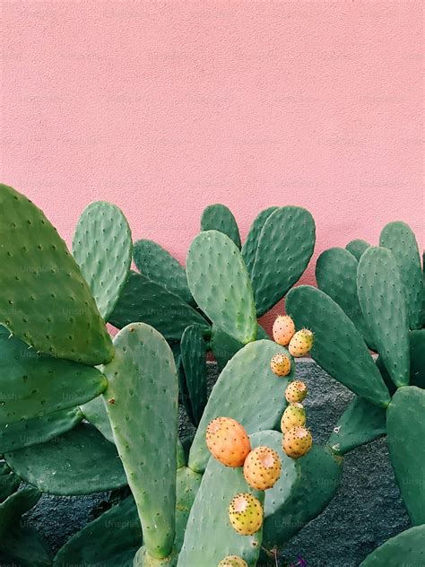 Cactus Wallpapers Free Hd Download 500 4k