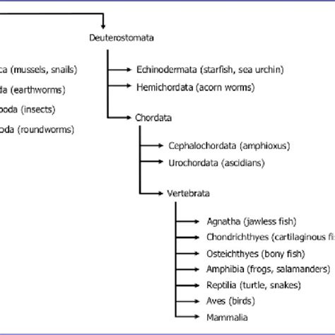 Gross Anatomy Of The Thyroid And Surroundings From Netter Fh The