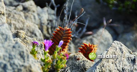 Difference Between Habitat And Niche Biomadam
