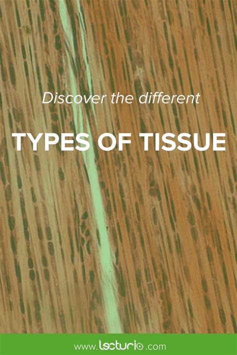 Adipose Tissue Histology Concise Medical Knowledge Tissue Types Medical Knowledge Medical