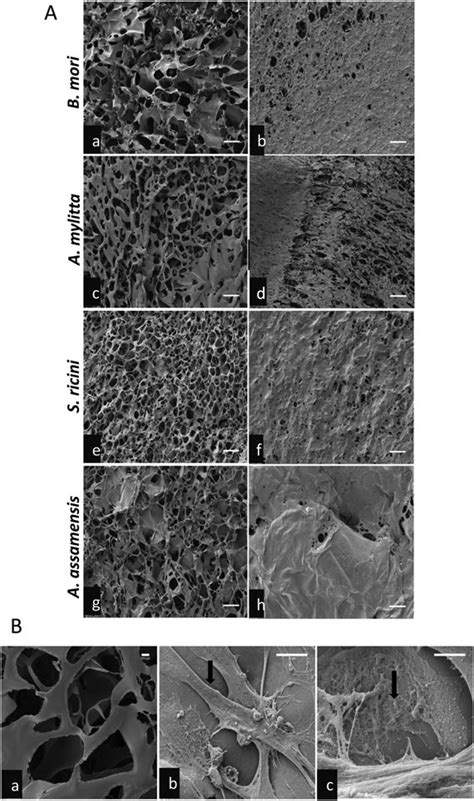 Scanning Electron Micrographs Of Three Dimensional 3d Silk Scaffolds Download Scientific