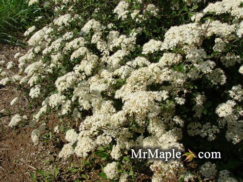 Buy Viburnum Dilatatum Daruma Small Leaf Dwarf Japanese Viburnum — Mr Maple │ Buy Japanese