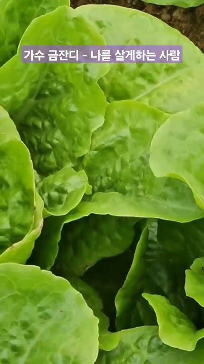 주말농장 텃밭 콜라비 상추 토마토 수박 참외 가지 고추 애호박 풋호박 늙은호박 아스파라거스 아욱 열무 배추 콩 옥수수 르꼴라 감자 당근