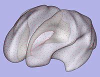 DBP UNC Local Cortical Thickness Pipeline NAMIC Wiki