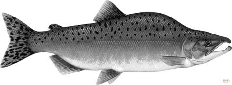 빈티지 핑크 연어 색칠하기