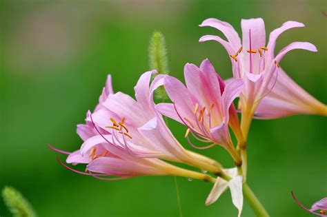 Surprise Lily Flowers Plant Magic Free Photo On Pixabay