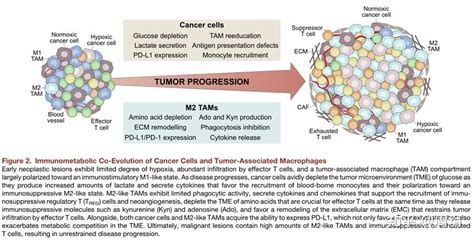 If 22 4150，肿瘤微环境中代谢重编程持续学习：tme中巨噬细胞的代谢和与肿瘤细胞的相互作用！ 知乎