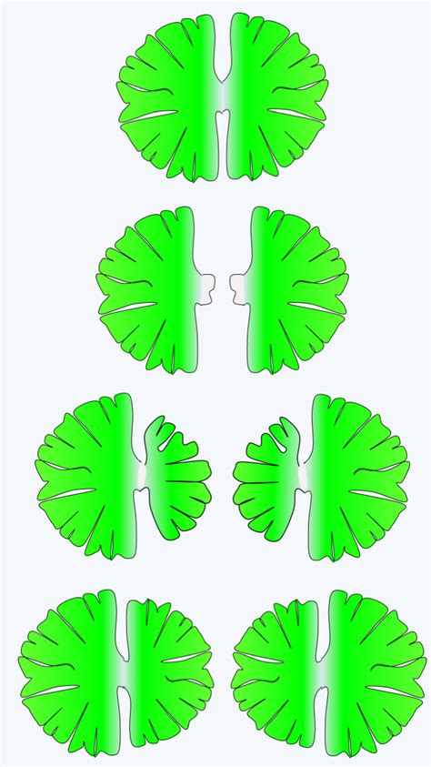 Archaeplastida Microbial Eukaryotes