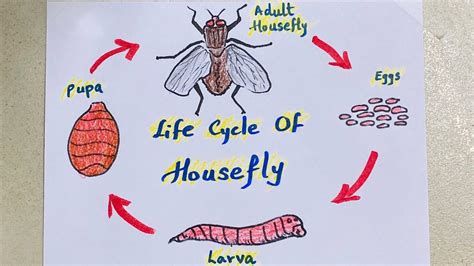 Life Cycle Of A Housefly How To Draw And Label The Life Cycle Of A