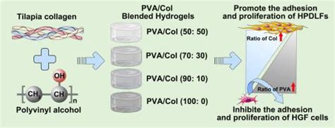 聚乙烯醇 胶原蛋白混合水凝胶在体外调节人牙周膜成纤维细胞和牙龈成纤维细胞的体外评估。 International Journal Of Biological Macromolecules