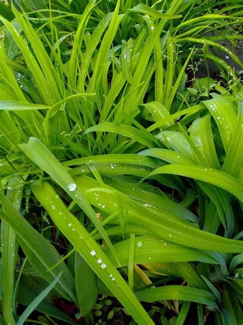 Grass After Rain Stock Image Image Of Green Summer 41746427