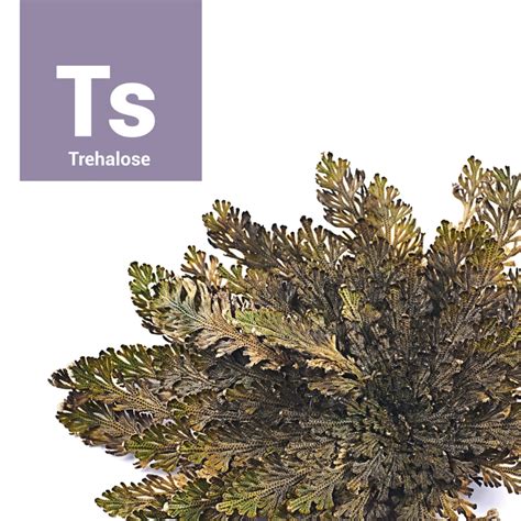 Trehalose Dauphine Organics