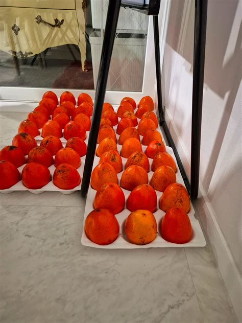 겨울이 되면 내 아침식사는 대봉시야 너무너무 좋아하는데 밤에 먹으면 살찔까봐 아침에 하나 먹고나가 밤에 자다깨면 아침에 일어나면 대봉시 먹어야지 이러고 있어 ㅎㅎ 하루는