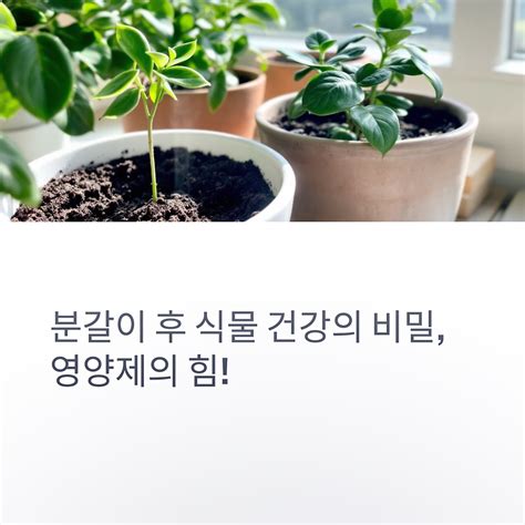 식물 영양제 분갈이 후 4~6개월에 꼭 필요한 이유와 활용법