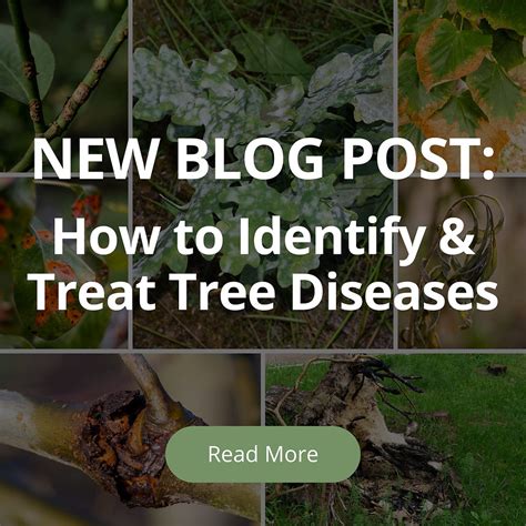 How To Identify And Treat Tree Diseases