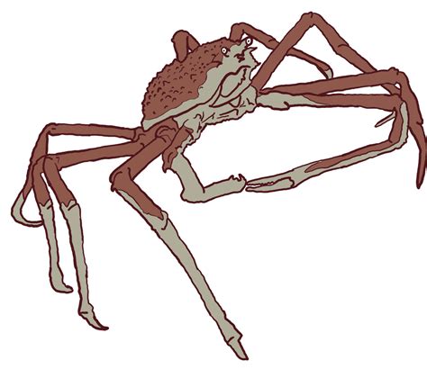 Spider Crab By Chalkbugs On Deviantart