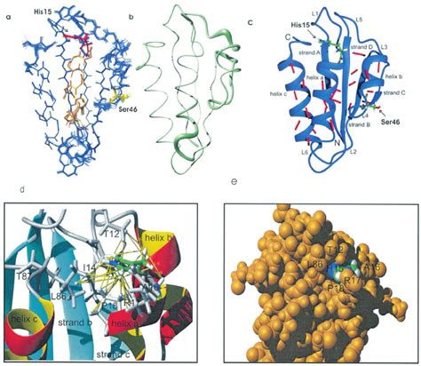 3d Structure Of Hpr From S Aureus A Superposition Of The 16 Lowest