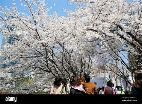 Seoul South Korea 30th Mar 2023 Tourists Take Photos Of Cherry Blossoms At Seokchon Lake