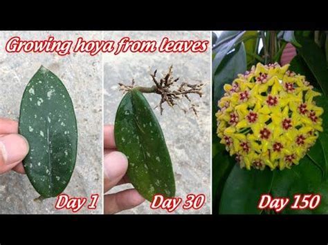 How To Grow Hoya From Leaves Growing Hoya From Cuttings Propagate