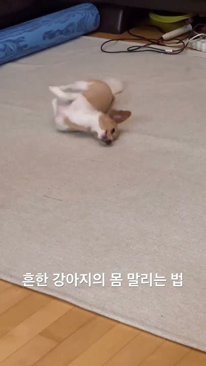 흔한 강아지의 목욕 후 털 말리는 법 Youtube