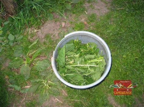 Жидкое удобрение (биоудобрение) из крапивы, которое можно использовать ...