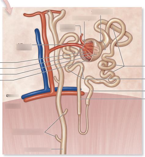 Nephron Diagram Quizlet