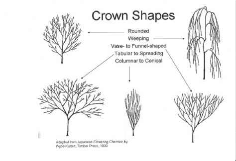 Files Tree Id Aids Wilson County Master Gardener Association
