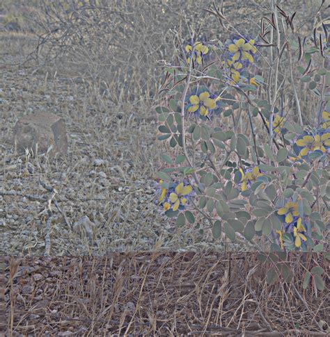 Gimp Tutorial Using Blur Grain Extract And Grain Merge For Vivid Gimp Tutorial Using Blur Grain Extract And Grain Merge For Vivid