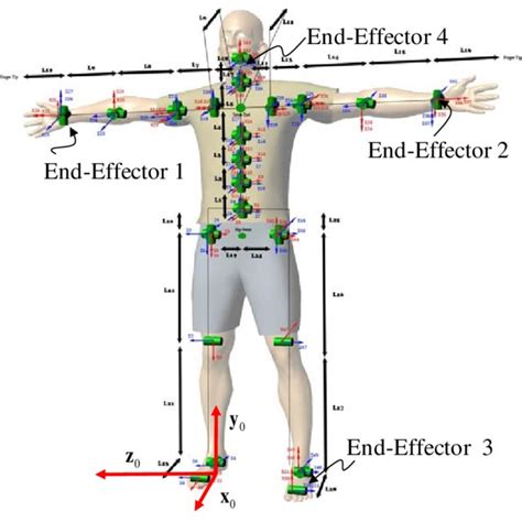 1 Full Human Skeletal Model With Origin At The Hip Point The Difference Download Scientific