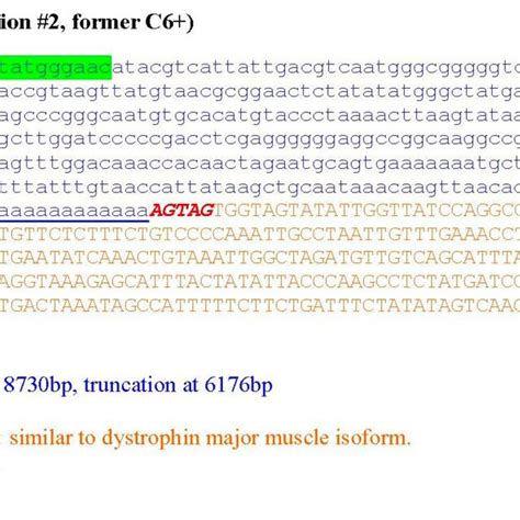 Schematic Representation Of The Clone 6 L1 Insertion Inverse Pcr Download Scientific Diagram