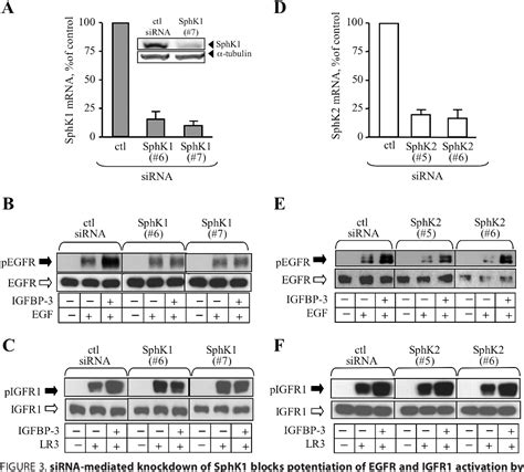 Figure 3 From Potentiation Of Growth Factor Signaling By Insulin Like Growth Factor Binding