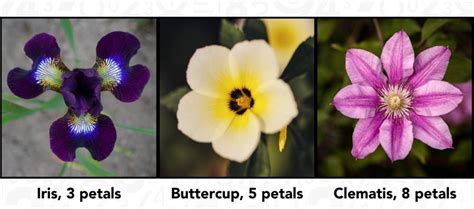 The Beauty Of Maths Patterns Exploring Mathematical Sequences