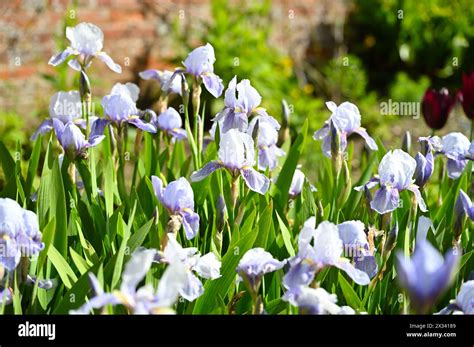Delicate Pale Purple Or Mauve Spring Flowers Of Bearded Germanica Iris