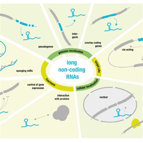 Overview Over Long Non Coding RNA Function And Behavior Download Scientific Diagram