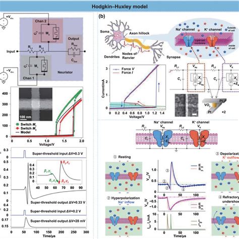 Multifarious Neuronal Models And Functions A H H Model Dynamics Download Scientific Diagram