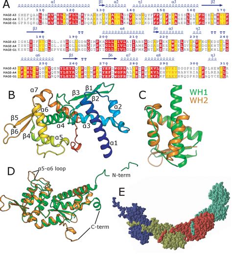 Structure Of The Mhd Domain Of Mage A3 And Mage A4 A Multiple