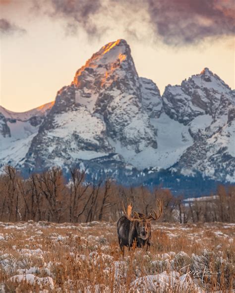 Grand Teton Photography Print Of Moose And Tetons Fine Art Photography