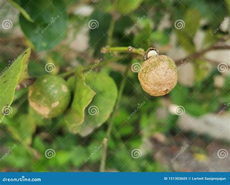 Lime Fruit Damage From Citrus Rust Mite Stock Image Image Of Lime Food 151303605