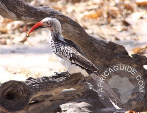 Redbilled Hornbill Zazu Park South Kruger National Park National