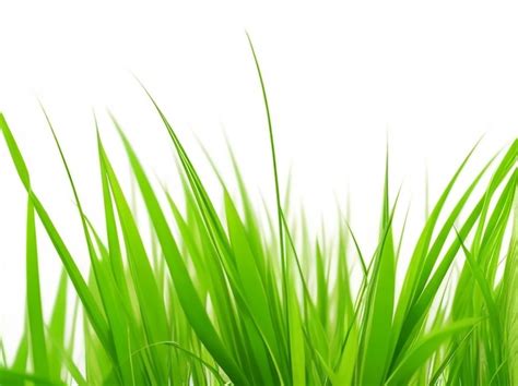 Premium Photo Green Grass On White Background Vector Photo