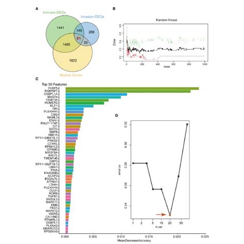 Random Forest Analysis A Venn Diagram Showing The Candidate Genes Download Scientific