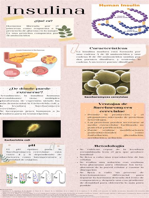 Infografía Sintesis Insulina Pdf Insulina Saccharomyces Cerevisiae