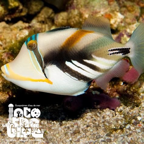 Humu Picasso Triggerfish