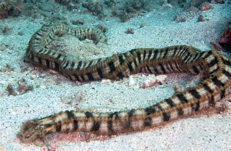 Sea Cucumber The Ultimate Marine Clean Up Crew Ocean Info