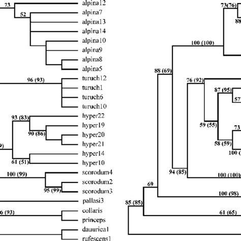 Topology Of Trees Obtained Using Maximum Likelihood And Maximum