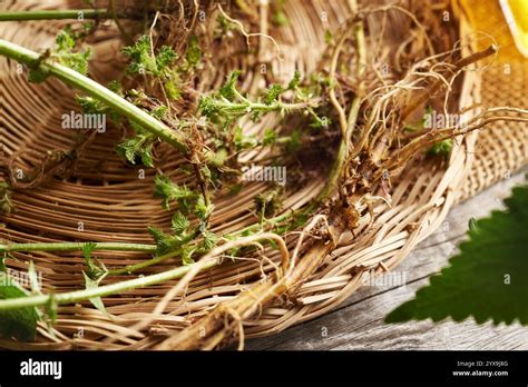 Fresh Stinging Nettle Root And Rhizome On A Table Wild Medicinal Plant