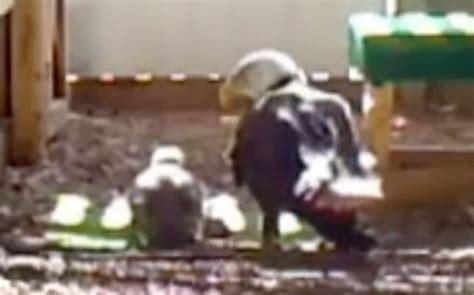 Eagle Who Was Trying To Hatch A Rock Gets An Eaglet Of His Own