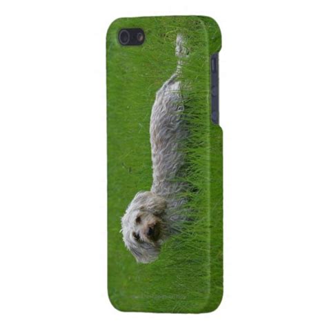 Wire Haired Standard Dachshund In Grass Iphone Case Zazzle